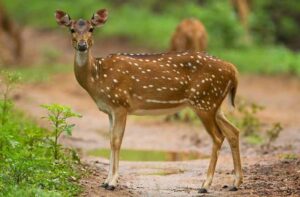State Symbols of Telangana - Education Updates