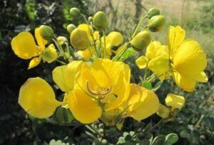 State Symbols of Telangana - Education Updates