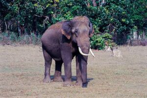 The State Symbols of Kerala - Education Updates